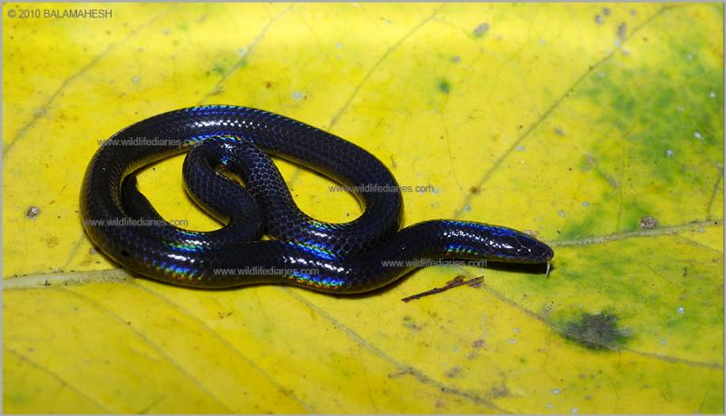Most Amazing: Most Beautiful Snake Iridescent Shieldtail