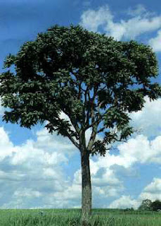 arboreo.net: Cedro - Cedrela odorata