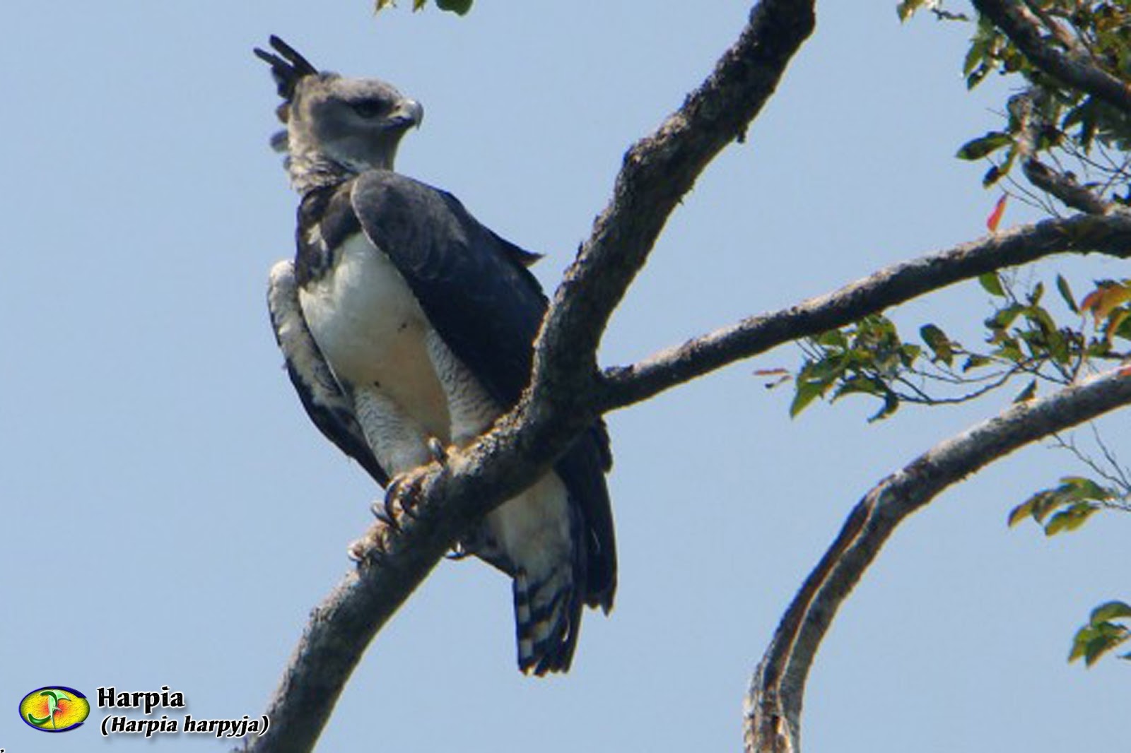 ORNITOLOGIA: Harpia (harpia harpyja)