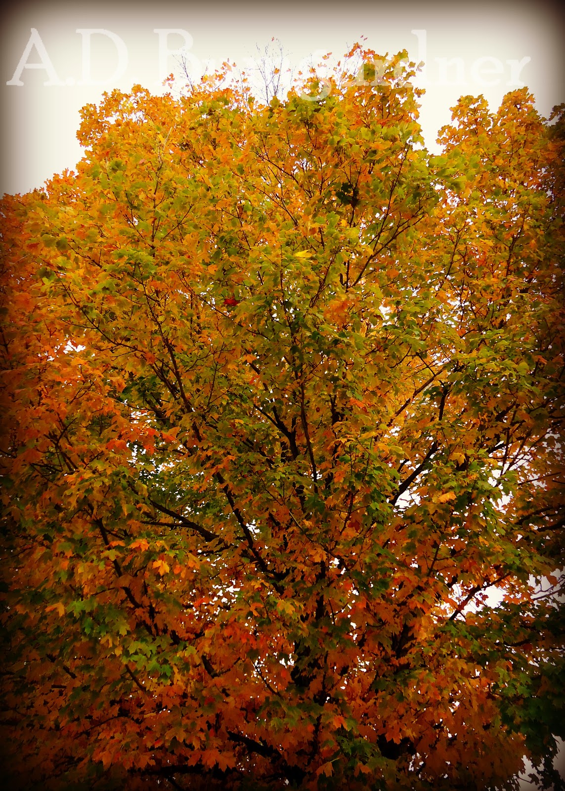 My Life In Photos Mostly Salt Fork State Park Camping Set 1