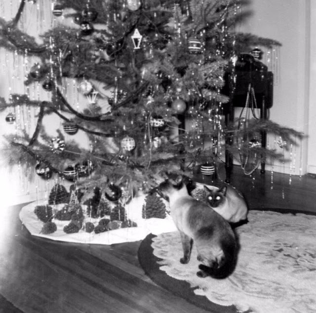 Lovely Photos That Capture Dogs and Cats Greeting Christmas in the Past ...