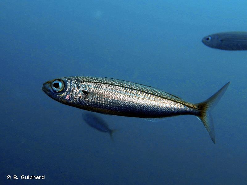 ANIMAIS DA RIA FORMOSA: Peixes 1