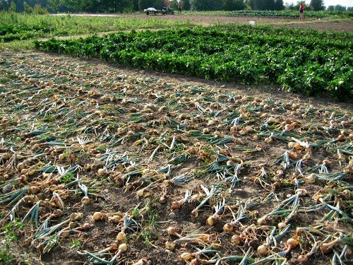 Onion - II | Agriculture