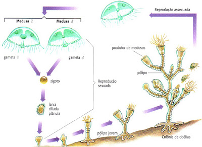 a tricolina biologa: Celenterados ou Cnidários