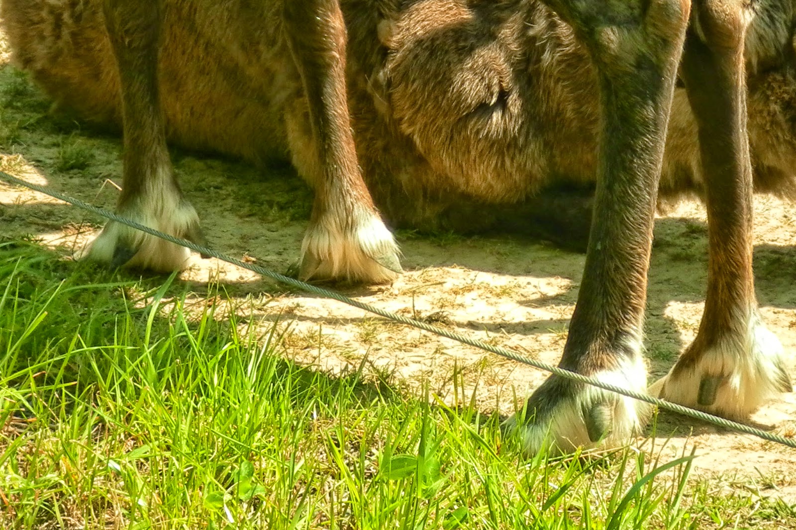 Mystery Foto Feet: Revisit Zoo Feet
