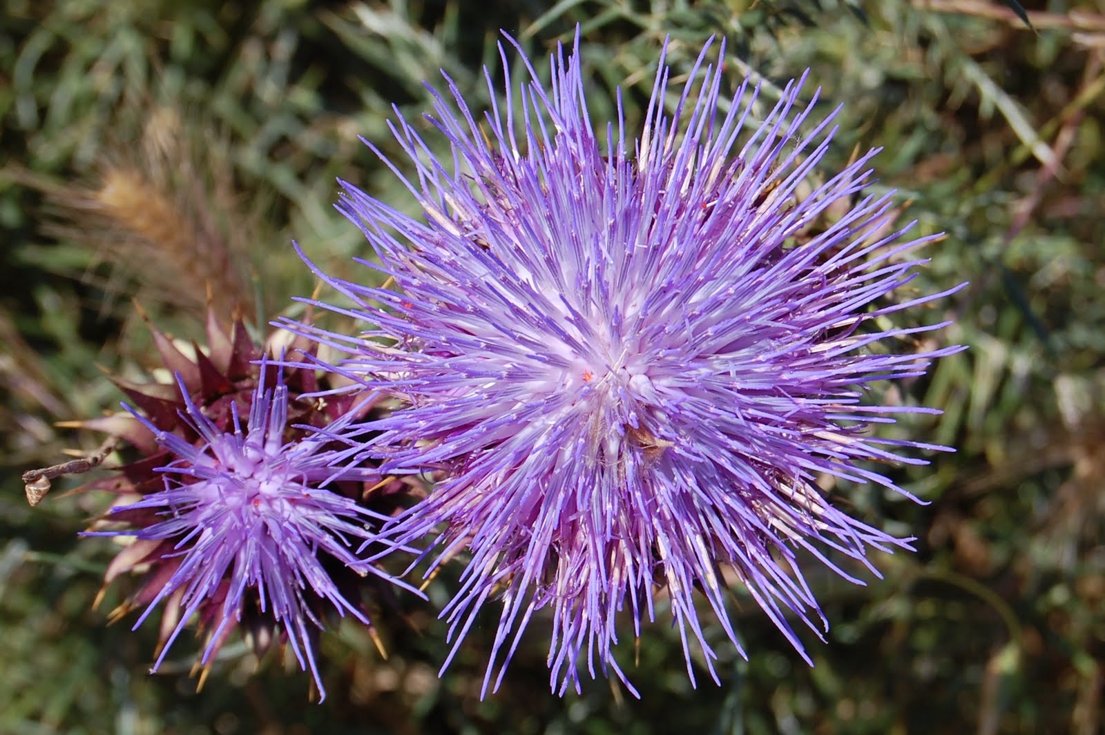 Plantas: Beleza e Diversidade: Alcachofra-brava (Cynara humilis)