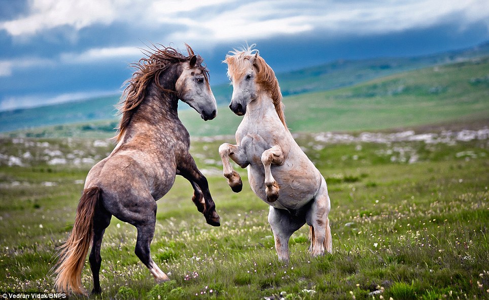 Battle of the stallions: Male horses attack each other in show of ...