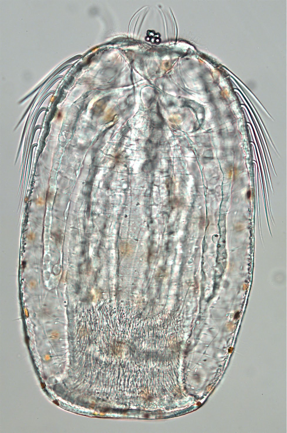 Invertebrate Embryology