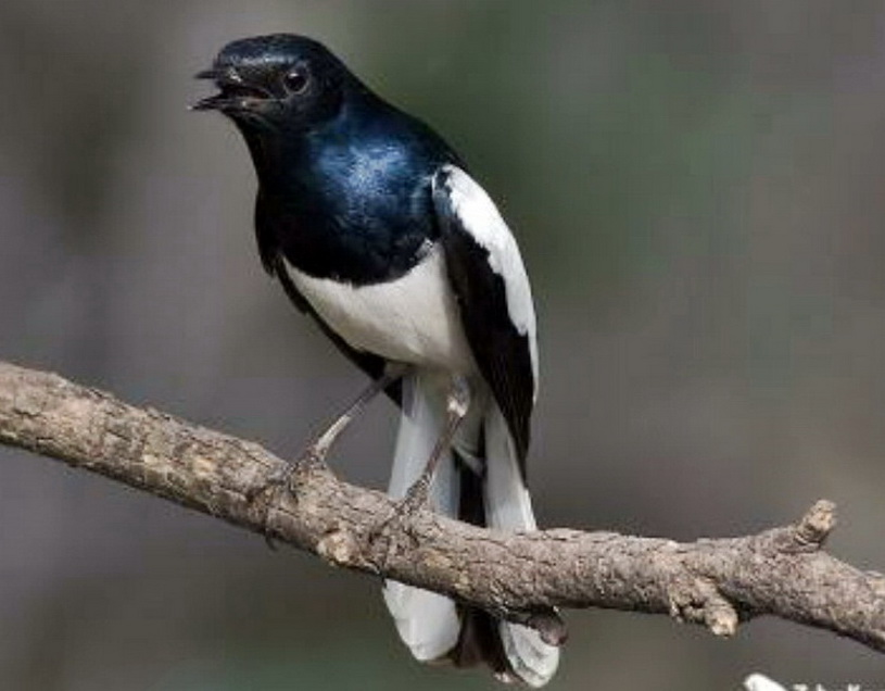 World Animal Beauti And Funny: Kacer Bird Pot Rooster Sound Beauty Animals