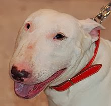 Get Shirty: One Chav and his dog