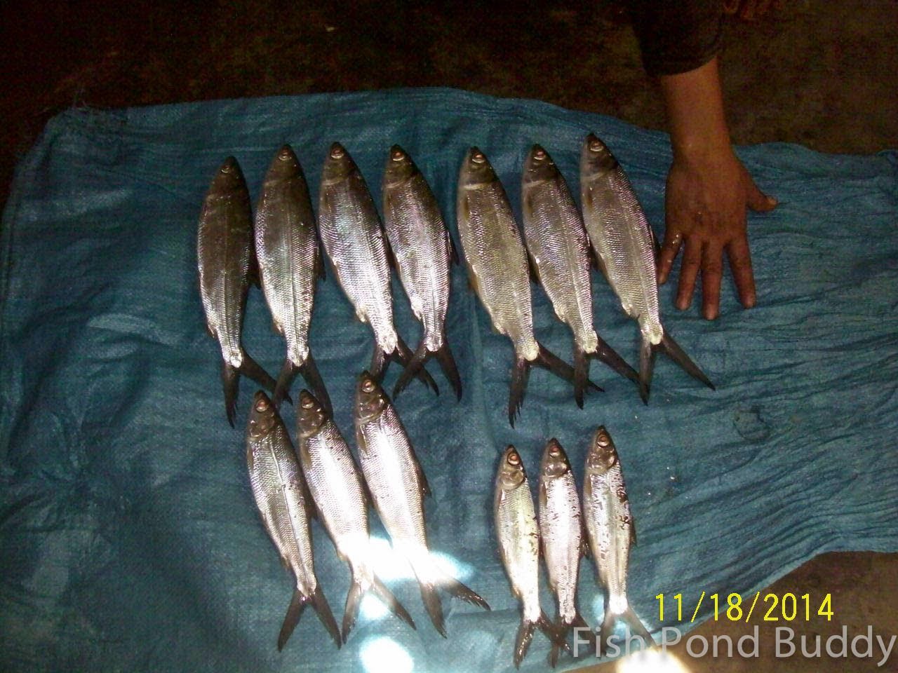 Fish Pond Buddy: How Much to Feed your Milkfish ("Bangus") - Use Samples