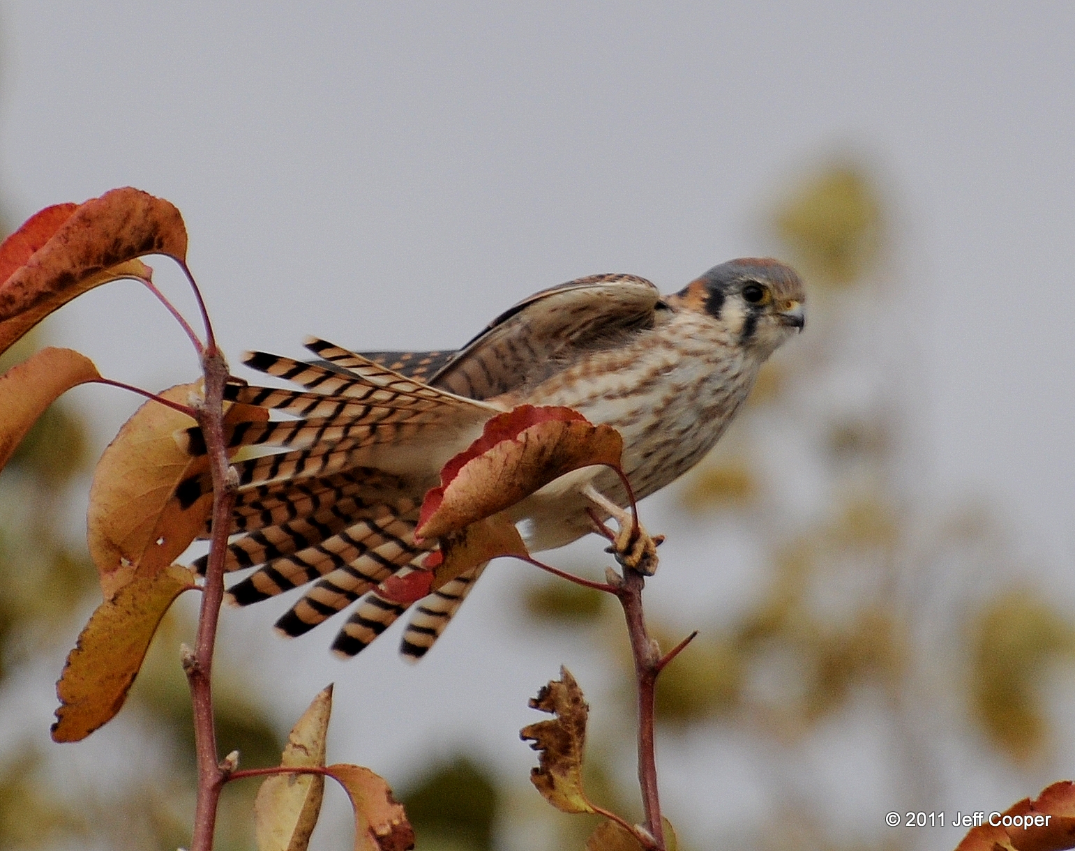 NeoVista Birds and Wildlife: American Kestrel: The Small But Colorful ...