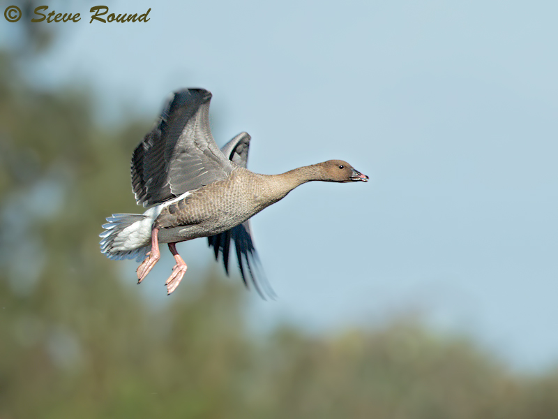 Steve Round Wildlife Photography: Pink-footed Geese