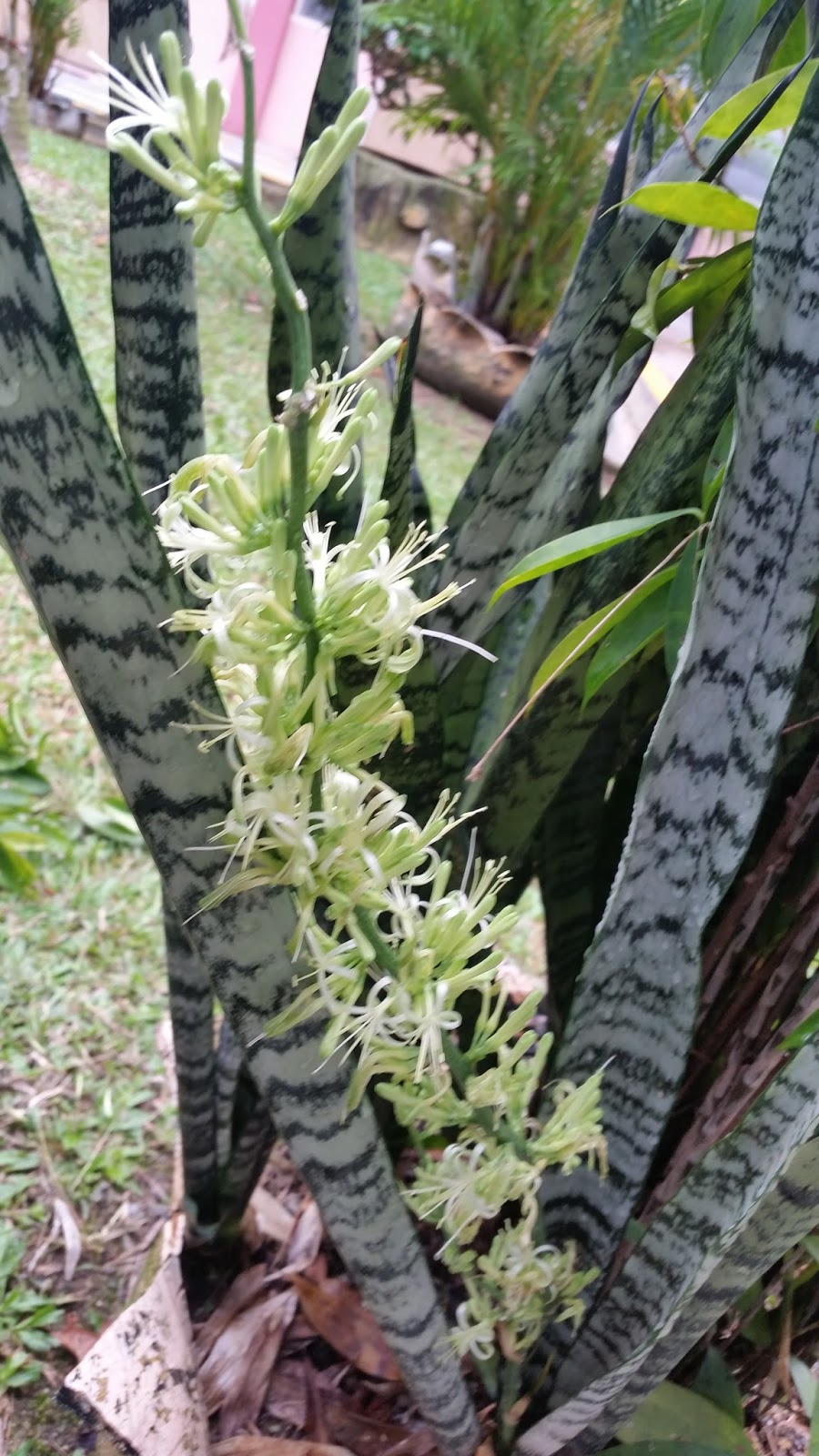 Warisan Petani: WW 80 : Bunga Sansevieria