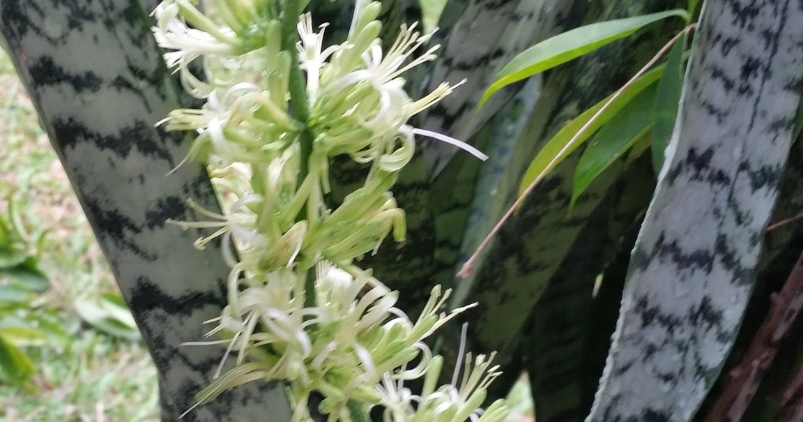 Warisan Petani: WW 80 : Bunga Sansevieria