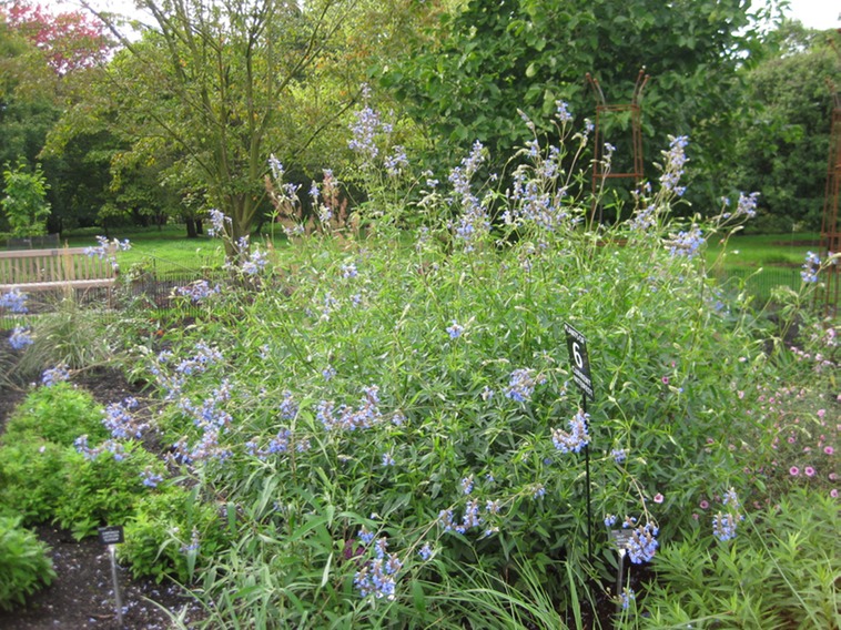 Argentina nativa: Salvia celeste (Salvia uliginosa)