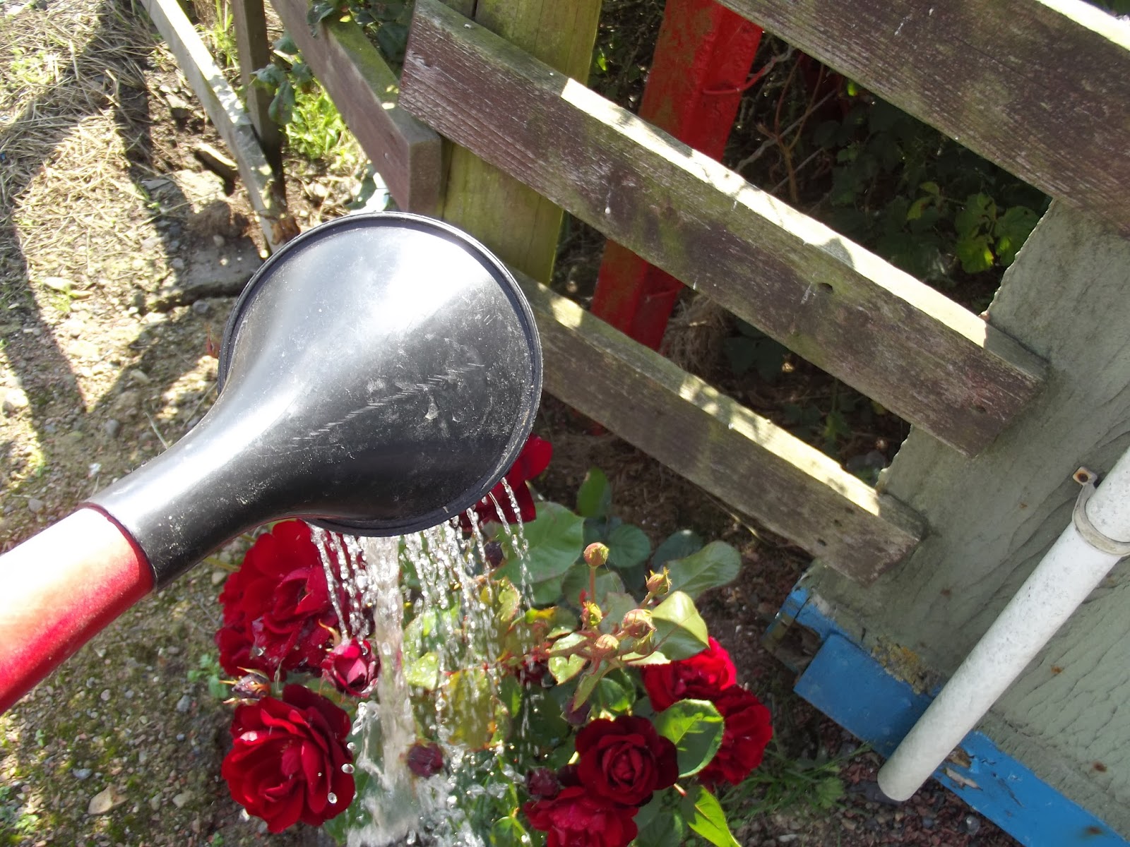 roselinedavincimirror: Rhoda meaning Rose eventually Opens the door to ...