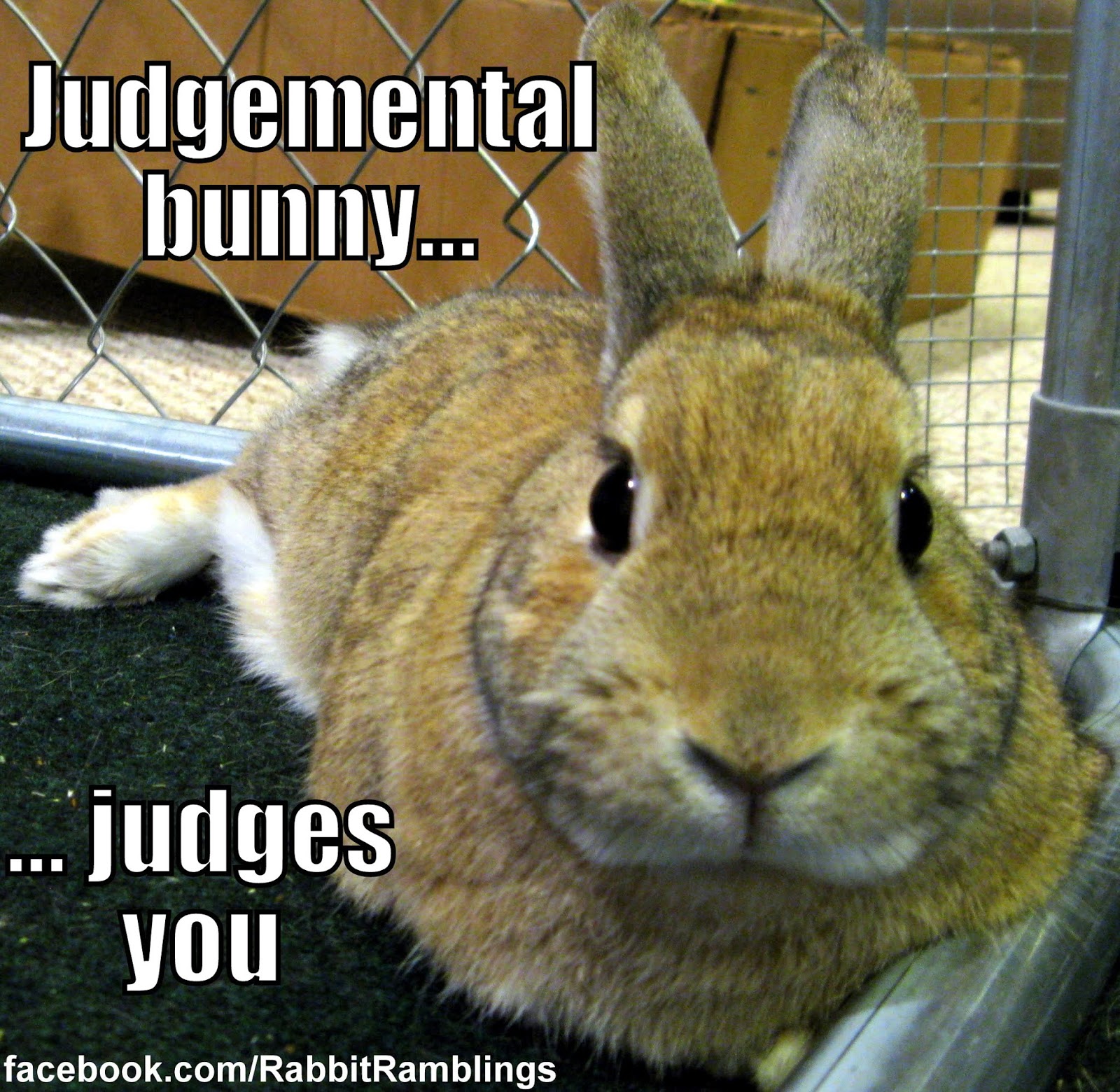 Rabbit Ramblings: RR Funny Bunny Memes