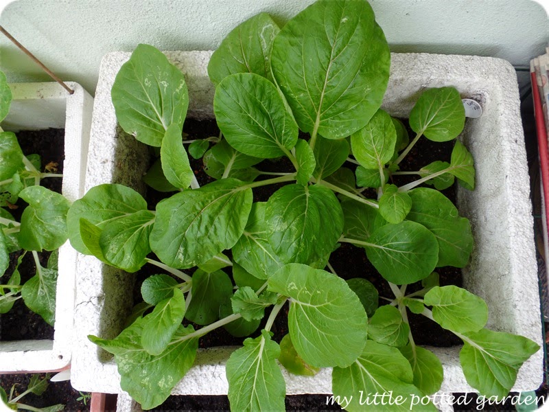 My Little Potted Garden: Nai Pak Choy harvest