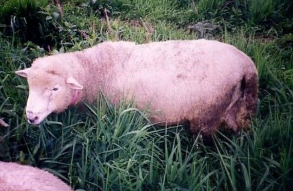 Karakteristik Jenis Domba Batur | Budidaya Ternak