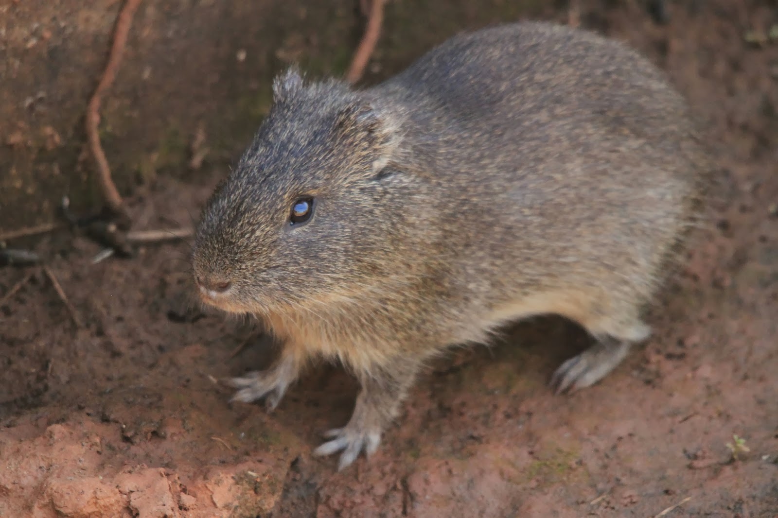 The Ginger Naturalist : September 2013