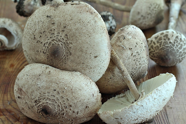 Kanie na talerzu - DoradcaSmaku.pl