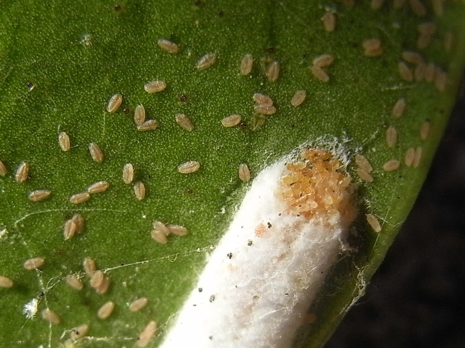 Macrophoto plaisir passion: Cochenille