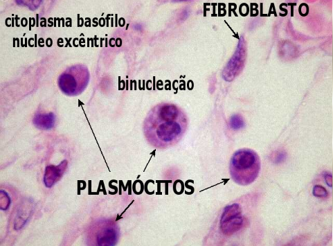 LAICI - Laboratório de Investigação de Câncer e Inflamação: Inflamação ...