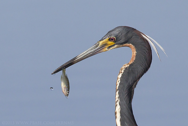 SWFloridabirder: Harns Marsh Preserve: Early May Action