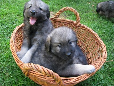 PERROS DE RAZA: PASTOR YUGOSLAVO DE CHARPLANINA