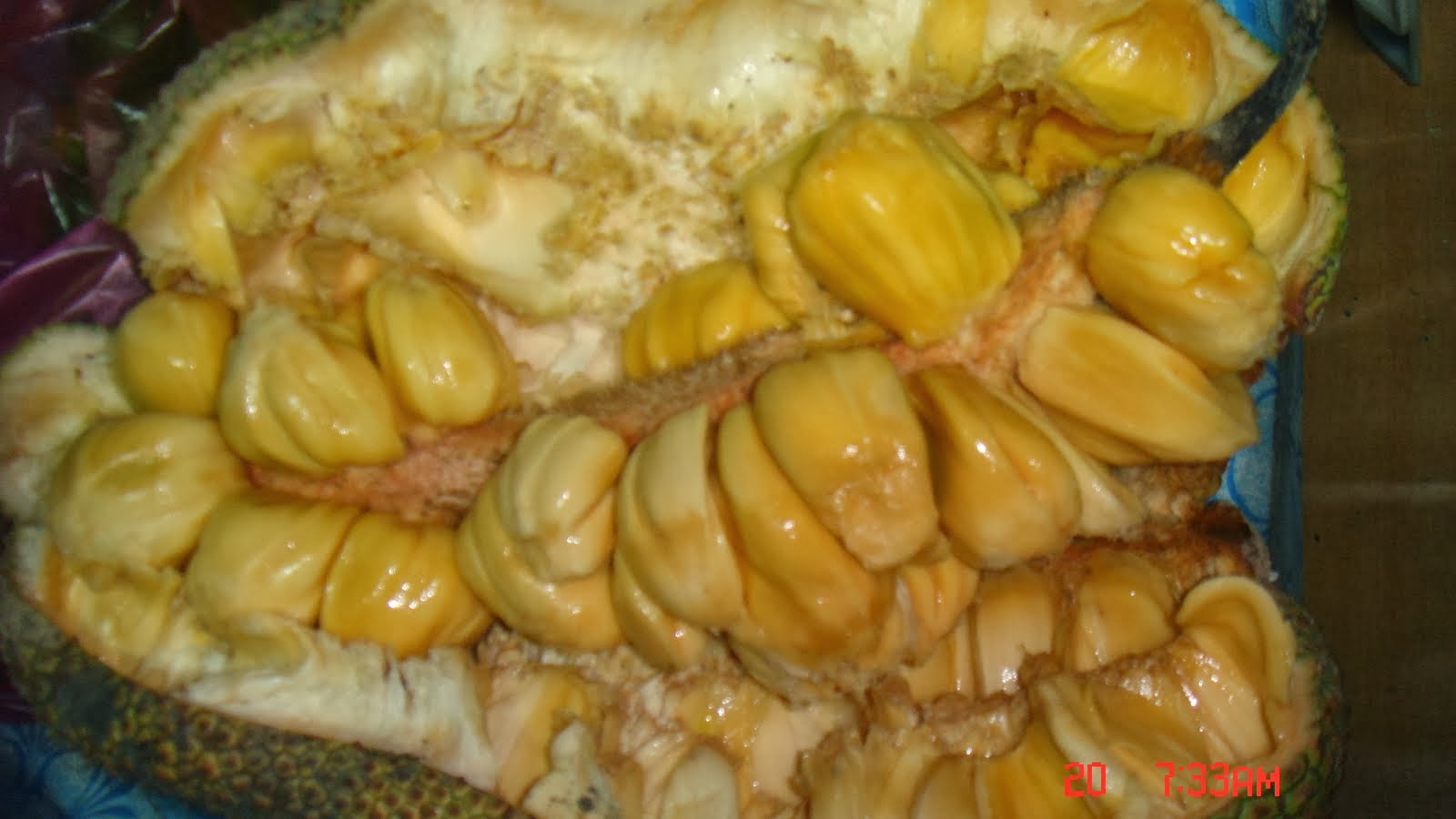 Manfaat Buah Cempedak | Idrus Melodramatic