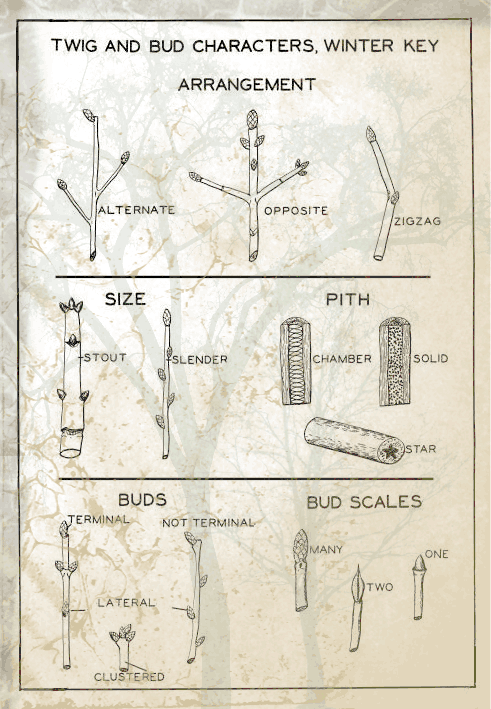 Winter Tree ID Workshop - Feb 19