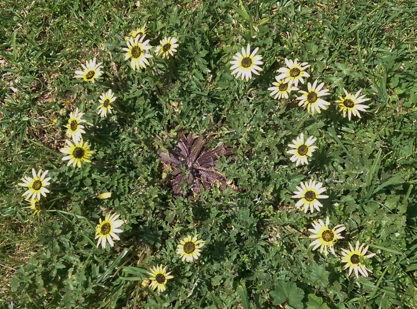 The unappetising Capeweed