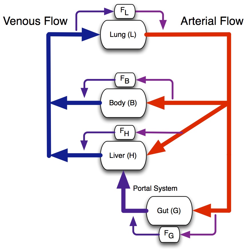 Philip Gerlee's Research: July 2013