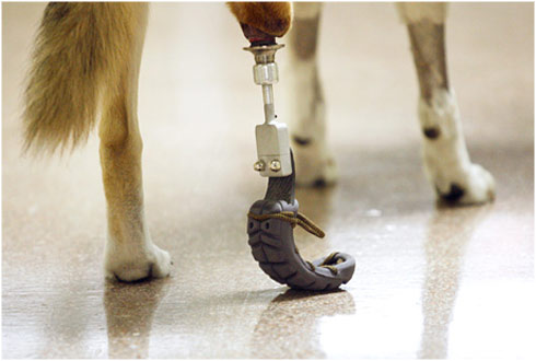 Salud y Avances Tecnológicos Veterinarios: Protesis: una ayuda en la ...