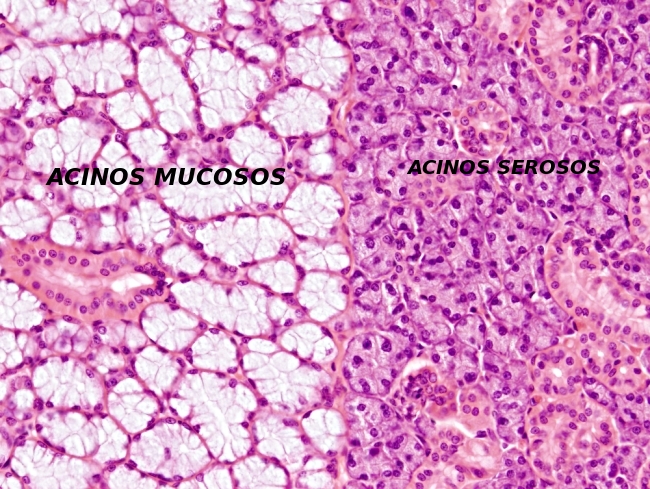 Histología y Embriologia SALÓN 218: ACINOS GLANDULARES SEROSOS Y MUCOSOS