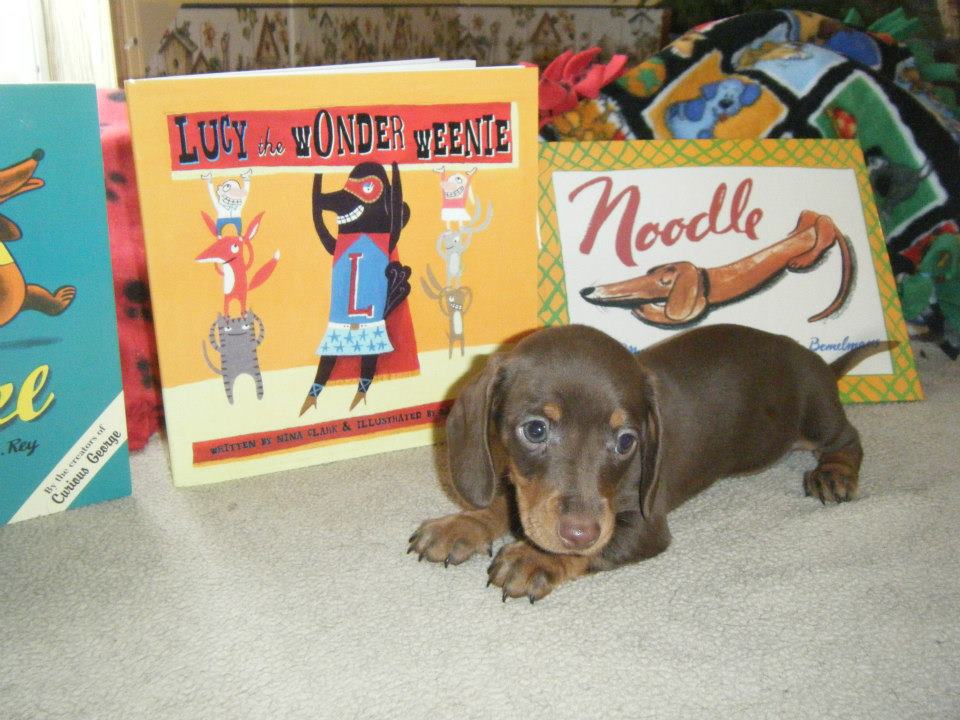 Lucy The Wonder Weenie: Weenie Dogs Can Read, Too!