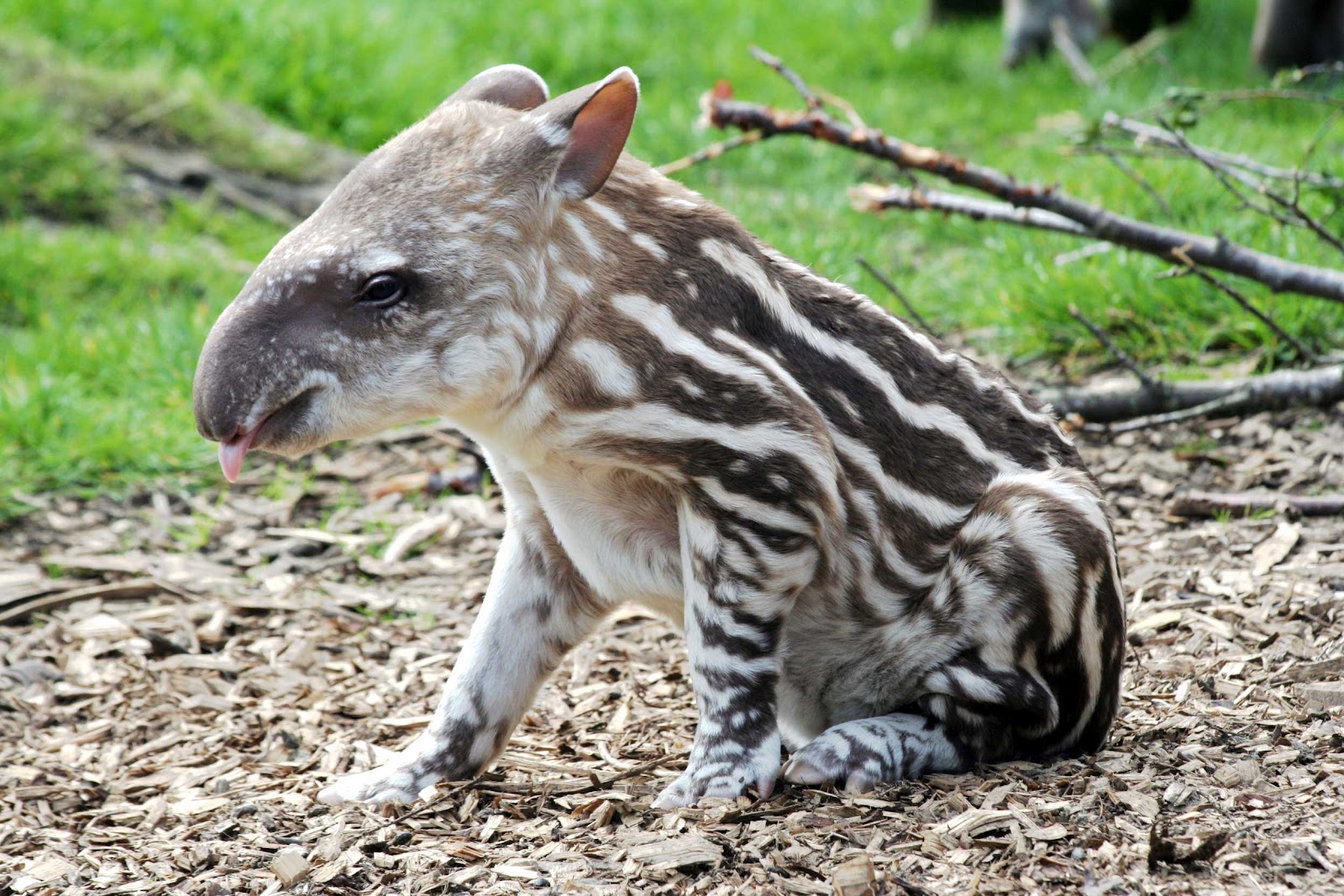 Dawww tapirs are the cutest. : r/aww