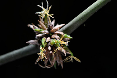 Hoa tre - Loài hoa trăm năm | Các loài HOA đẹp