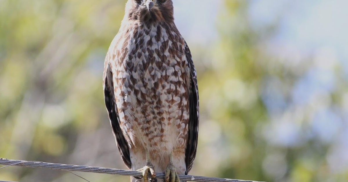 Jo's Morning Walk: Loggerhead Shrike Hunting, Osprey Fishing