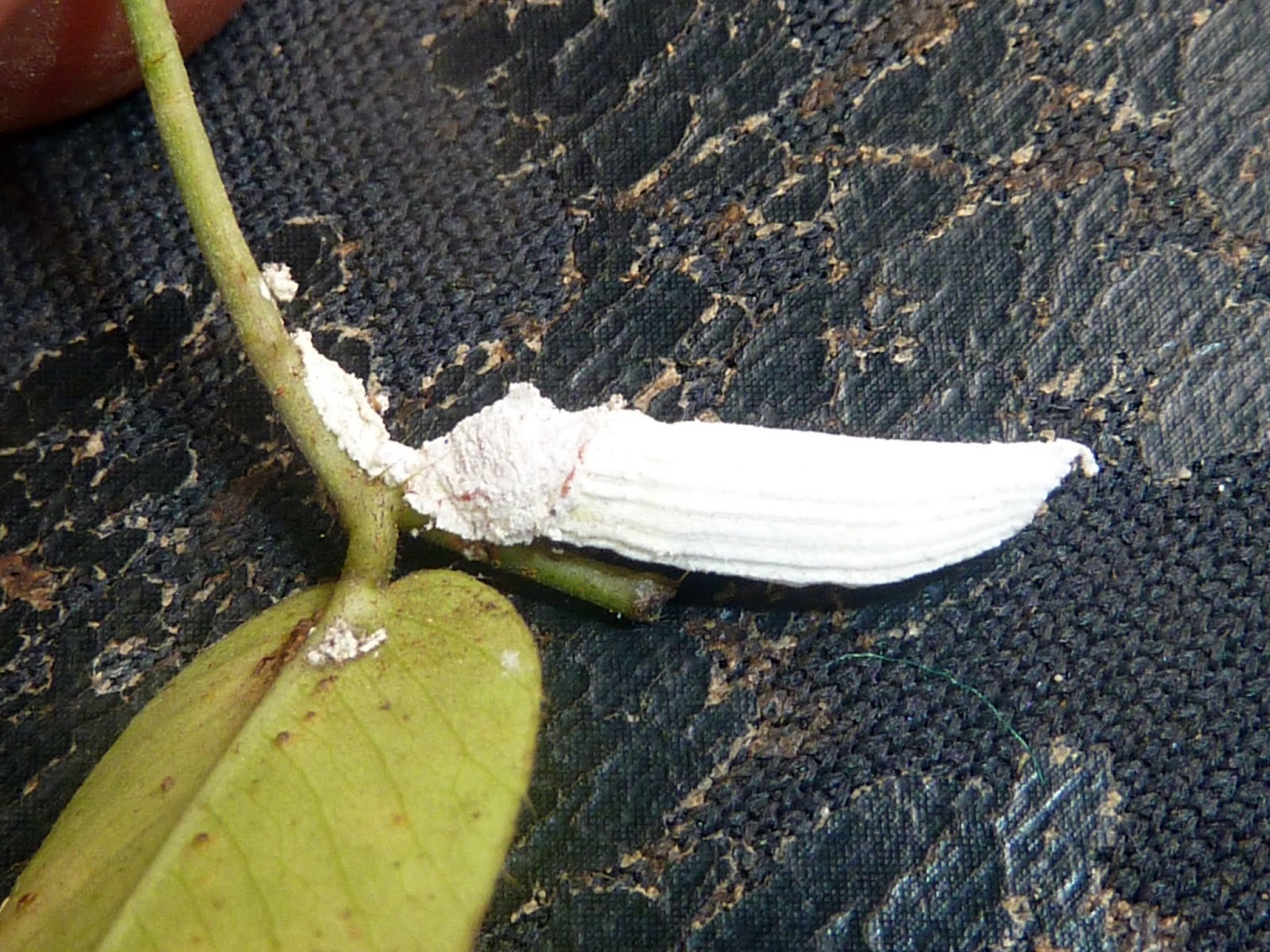 AGROCIENCIA PANAMENSIS