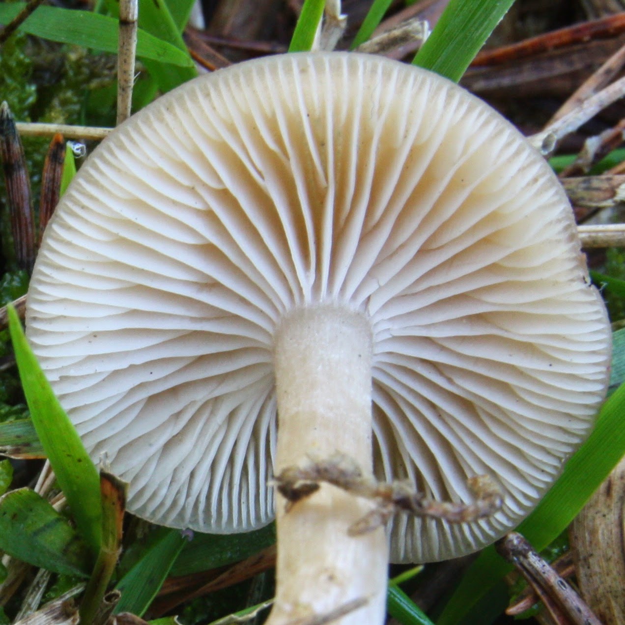Guía de Setas y Hongos de Navarra.: Clitocybe suaveolens (Schum ex Fr)Kum