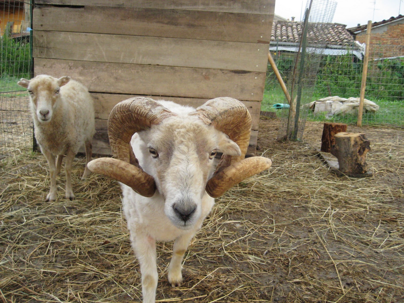 Allevamento da Gianté: Pecore e Capre