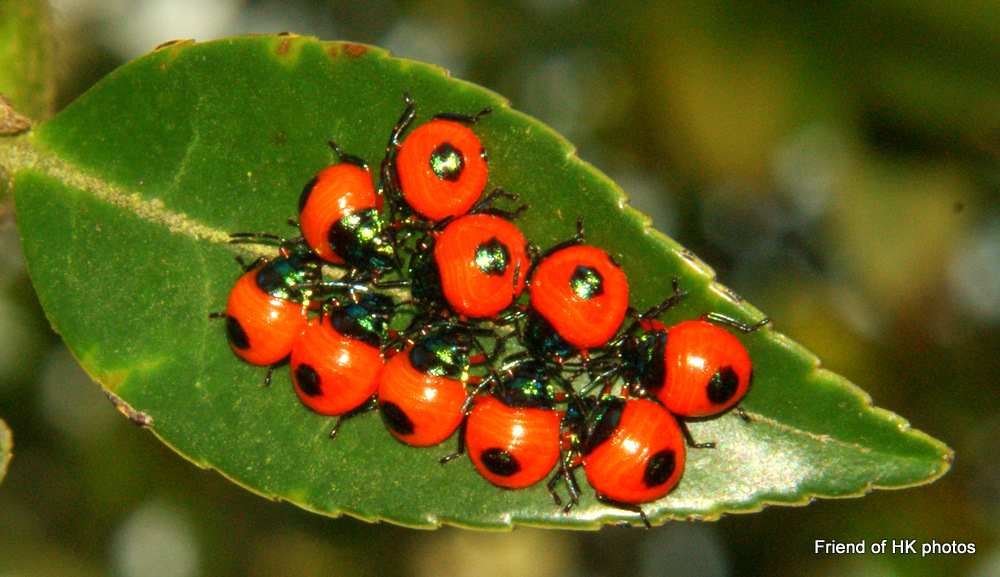 Photographic Wildlife Stories in UK/Hong Kong: Colourful Bugs