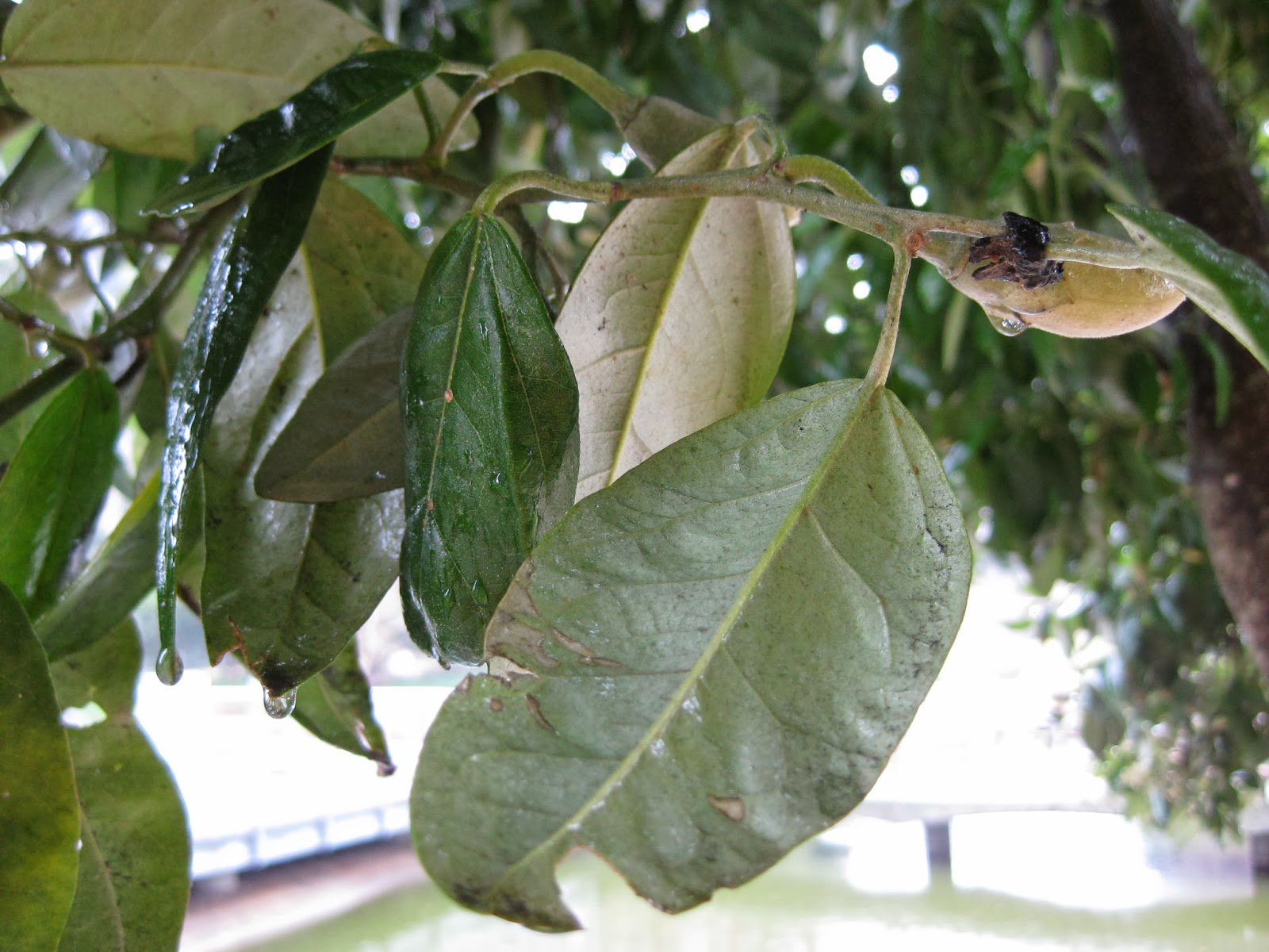 Trees of Santa Cruz County: Lagunaria patersonii - Cow Itch Tree