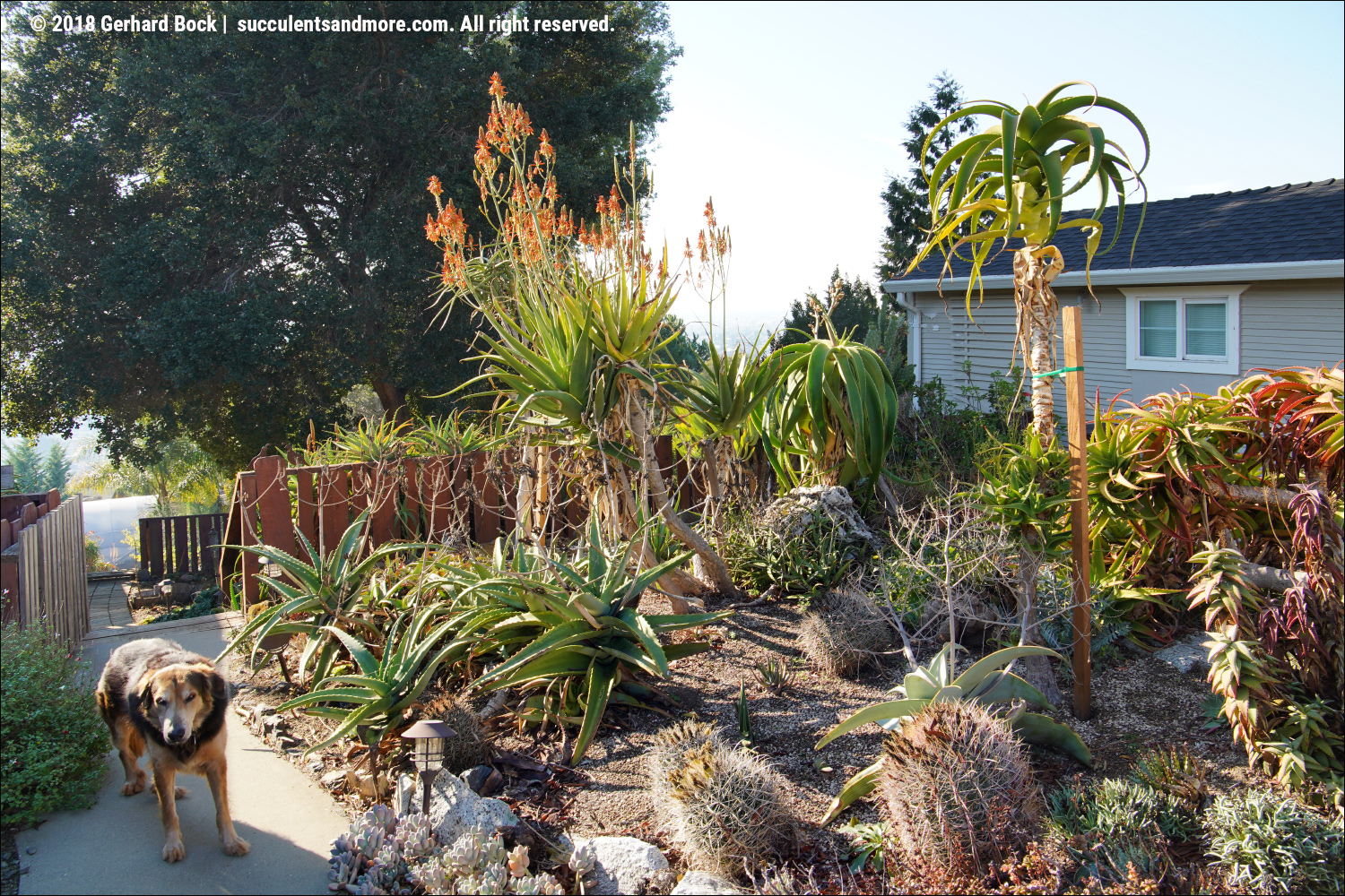 John Miller's Oakland aloe garden (Institute for Aloe Studies)