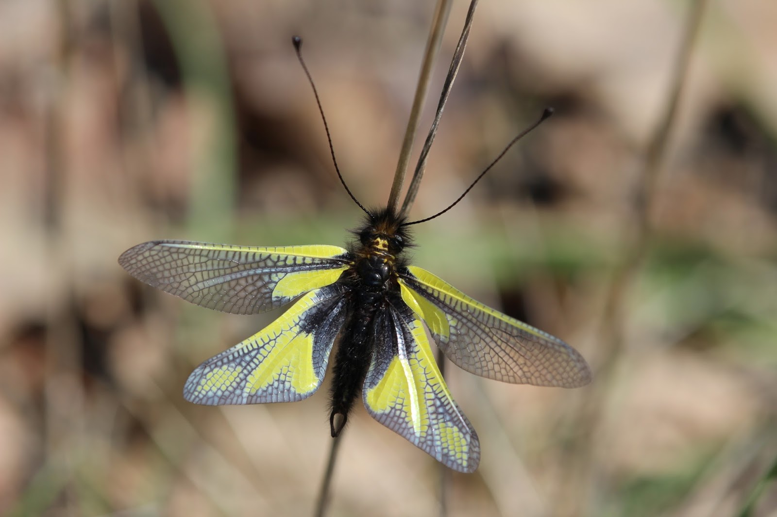 Quel appareil choisir pour photographier les insectes