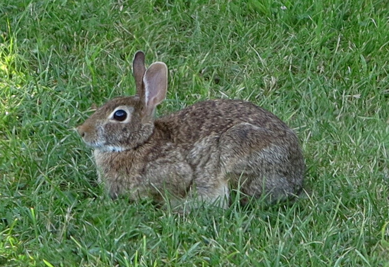 The Joyce Road Neighborhood: Rabbits