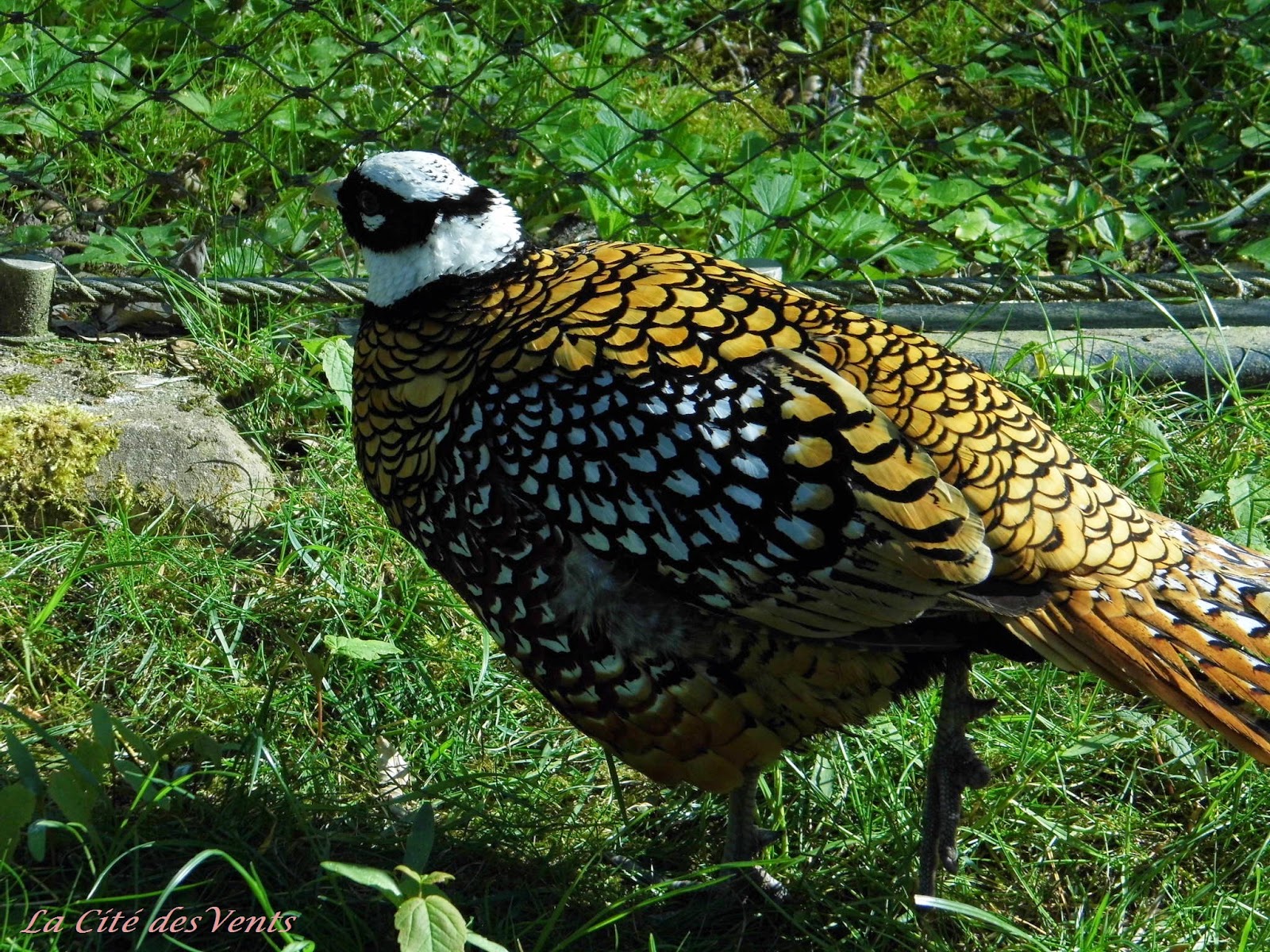 La Cité des Vents: Mon ami le faisan / My friend the pheasant