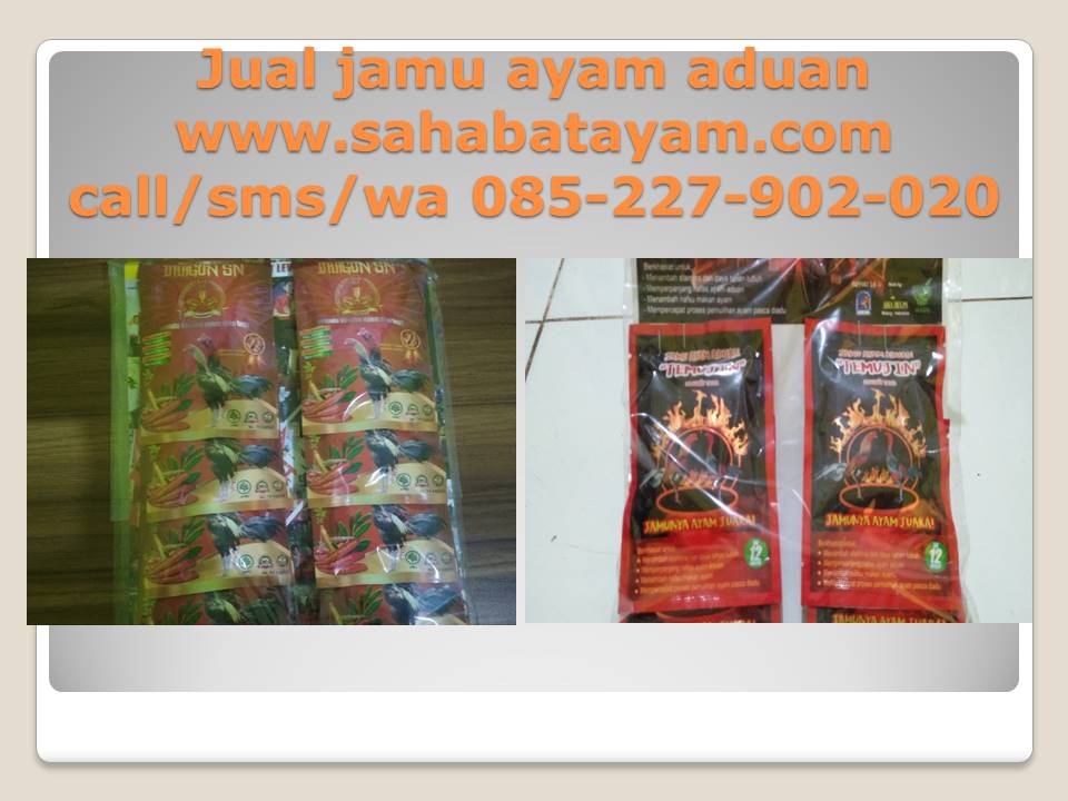 WA 085227902020 Toko Jamu Ayam Aduan,Ayam Bangkok